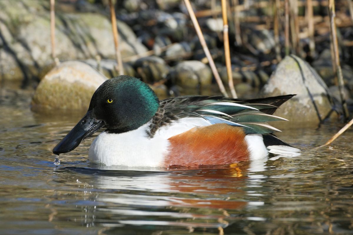 Änder (Anatidae): Allt om dessa fascinerande fåglar - Allt om fåglar