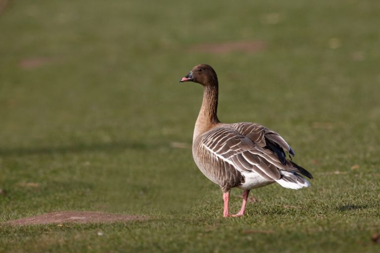 Änder (Anatidae): Allt om dessa fascinerande fåglar - Allt om fåglar