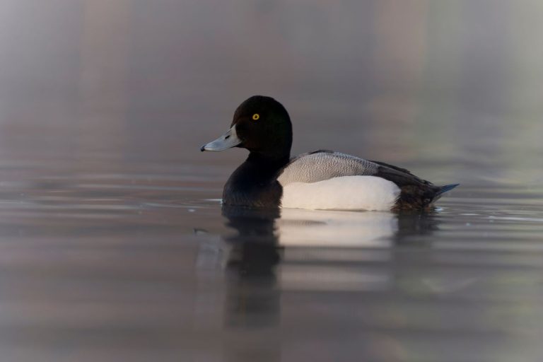 Änder (Anatidae): Allt om dessa fascinerande fåglar - Allt om fåglar